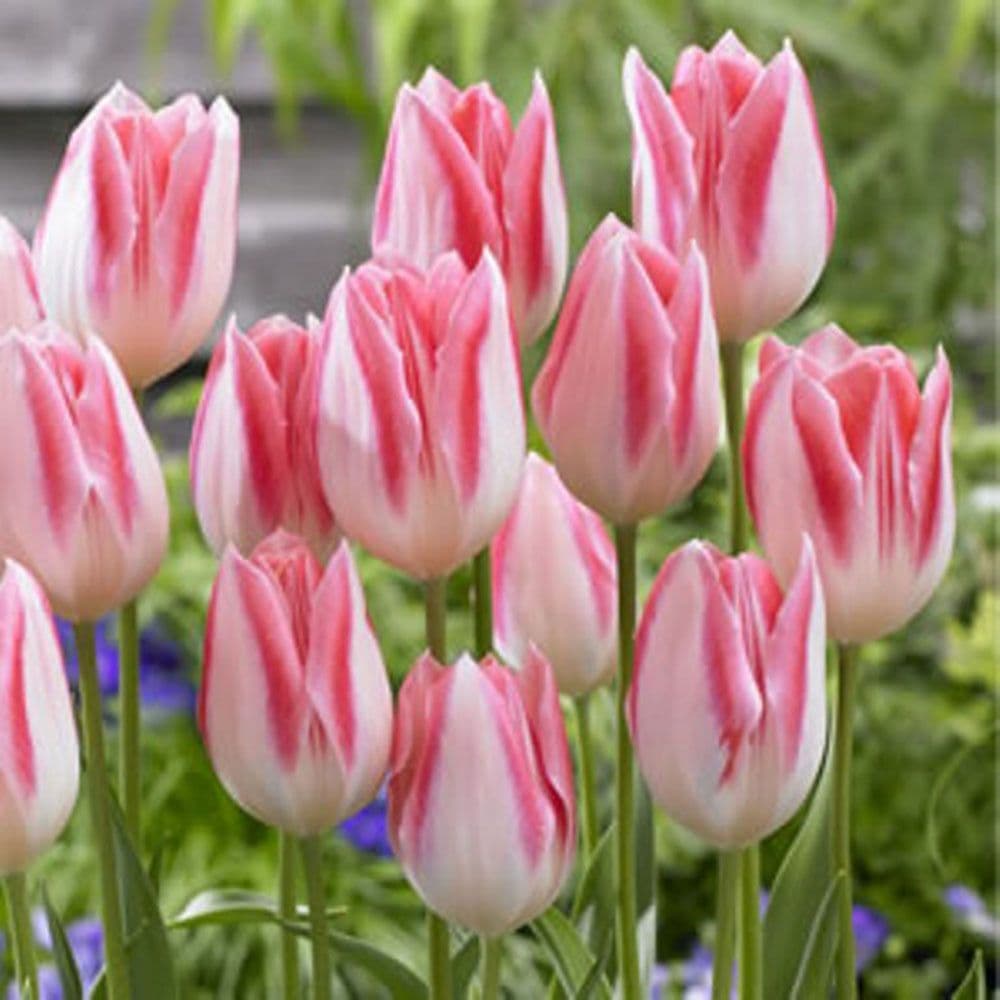 First Class Triumph Tulips