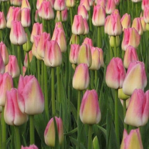 First Class Triumph Tulips