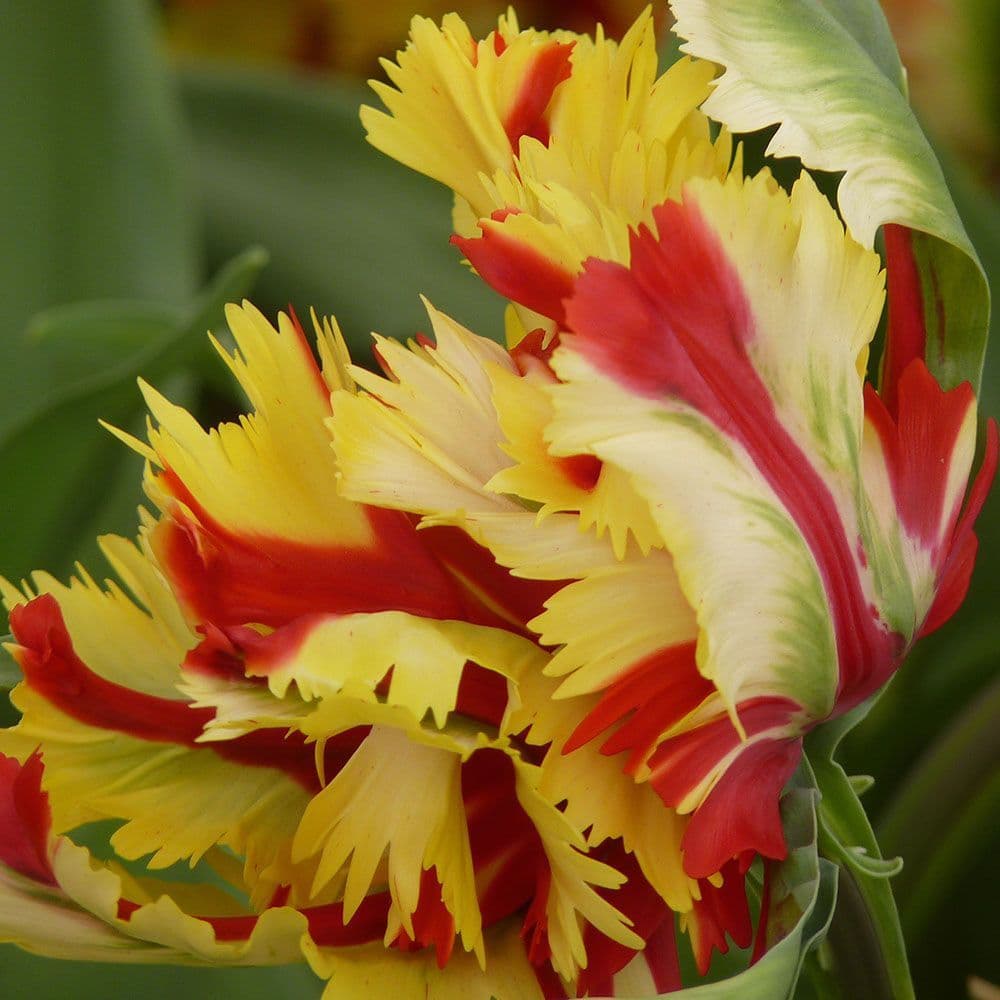 FLAMING PARROT PARROT TULIPS