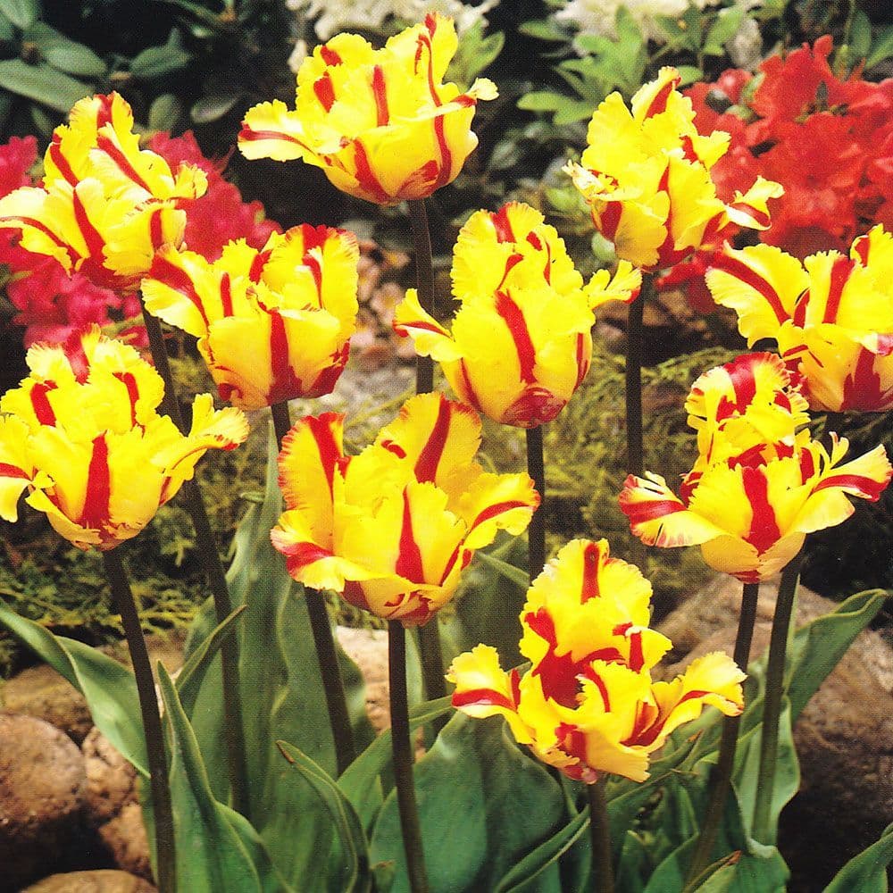 FLAMING PARROT PARROT TULIPS