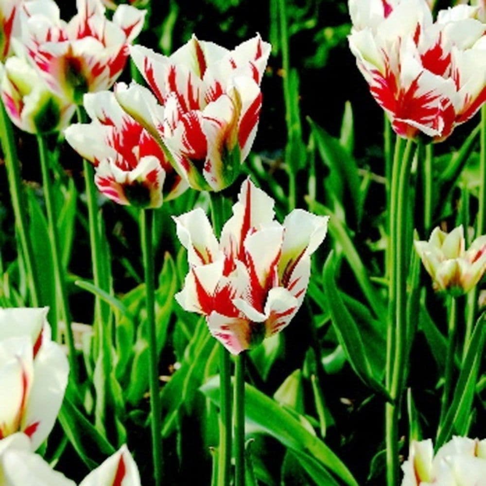 Flaming Spring Green Viridiflora Tulips