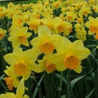 FORTUNE LARGE CUPPED DAFFODIL