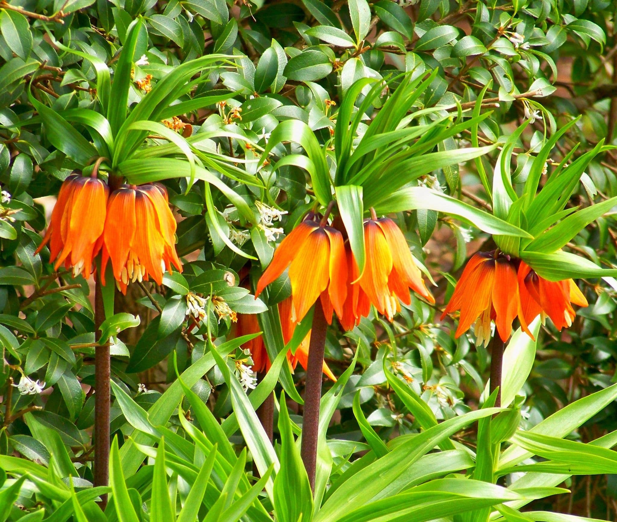 Fritillaria Aurora Crown Imperial Lily Bulbs