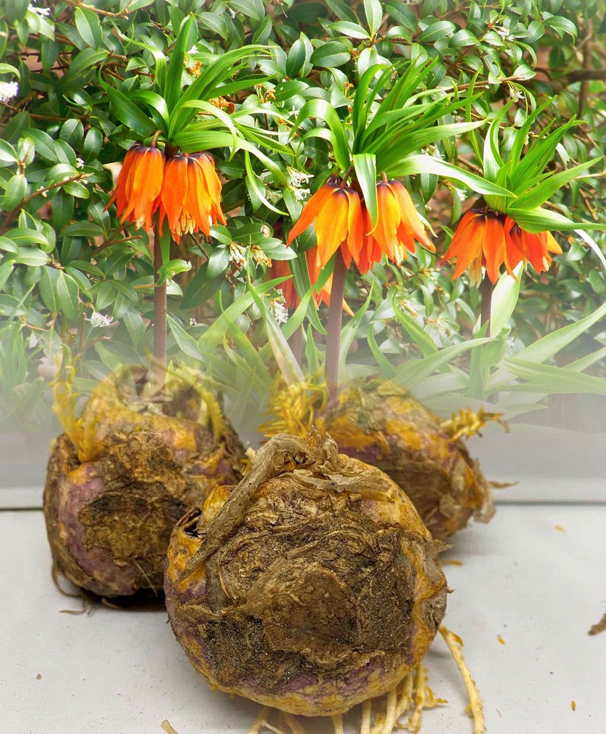 Fritillaria Aurora Crown Imperial Lily Bulbs