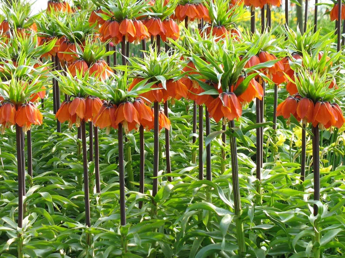 FRITILLARIA RUBRA MAXIMA Crown Imperial Bulbs