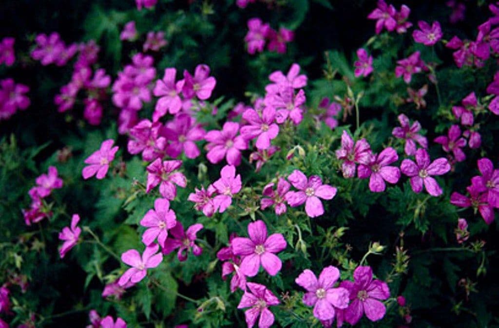 GERANIUM ENDRESSII ENDRESS S CRANESBILL