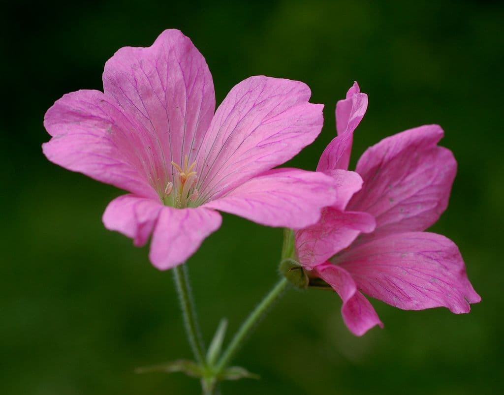 GERANIUM ENDRESSII ENDRESS S CRANESBILL