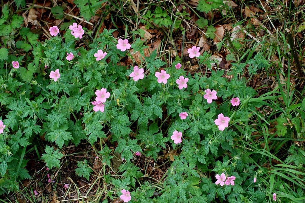 GERANIUM ENDRESSII ENDRESS S CRANESBILL