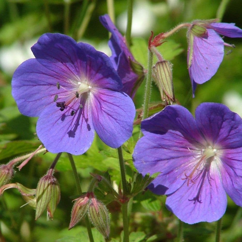 GERANIUM HIMALAYENSE GRAVETYE HIMALAYAN CRANESBILL