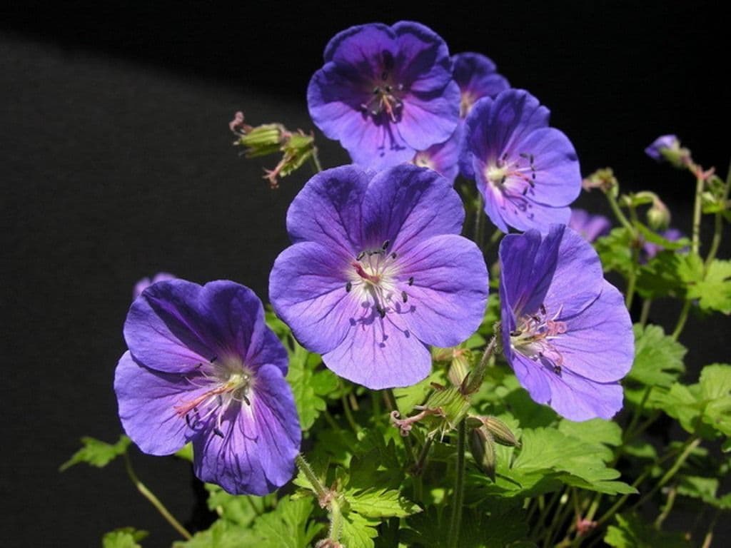 GERANIUM HIMALAYENSE GRAVETYE HIMALAYAN CRANESBILL