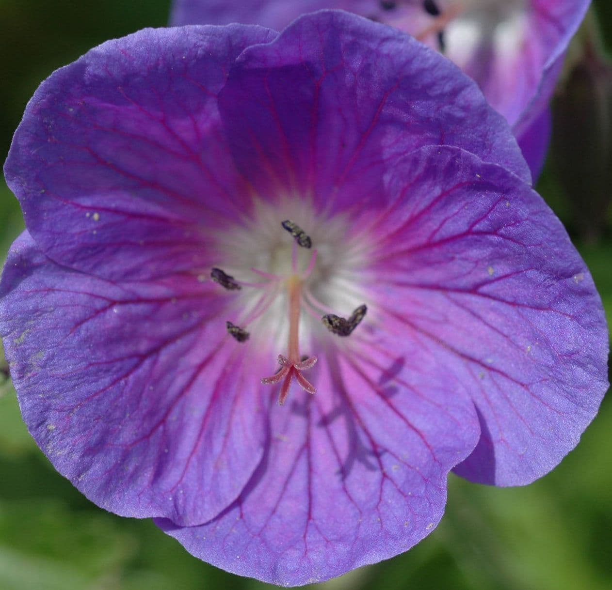 GERANIUM HIMALAYENSE GRAVETYE HIMALAYAN CRANESBILL