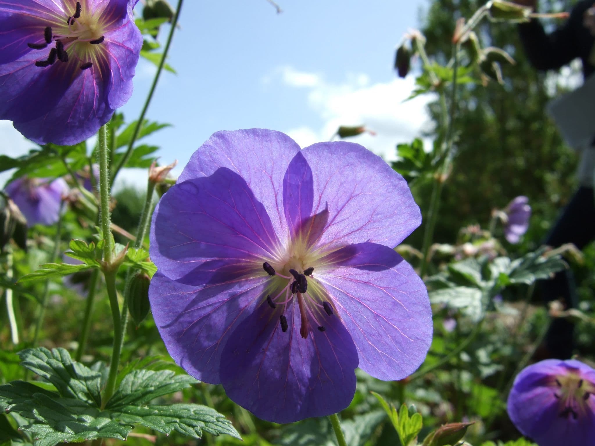 GERANIUM HIMALAYENSE GRAVETYE HIMALAYAN CRANESBILL