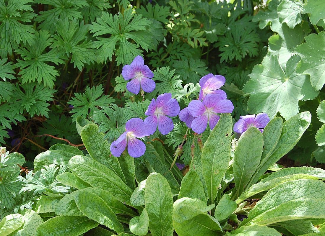 GERANIUM HIMALAYENSE GRAVETYE HIMALAYAN CRANESBILL