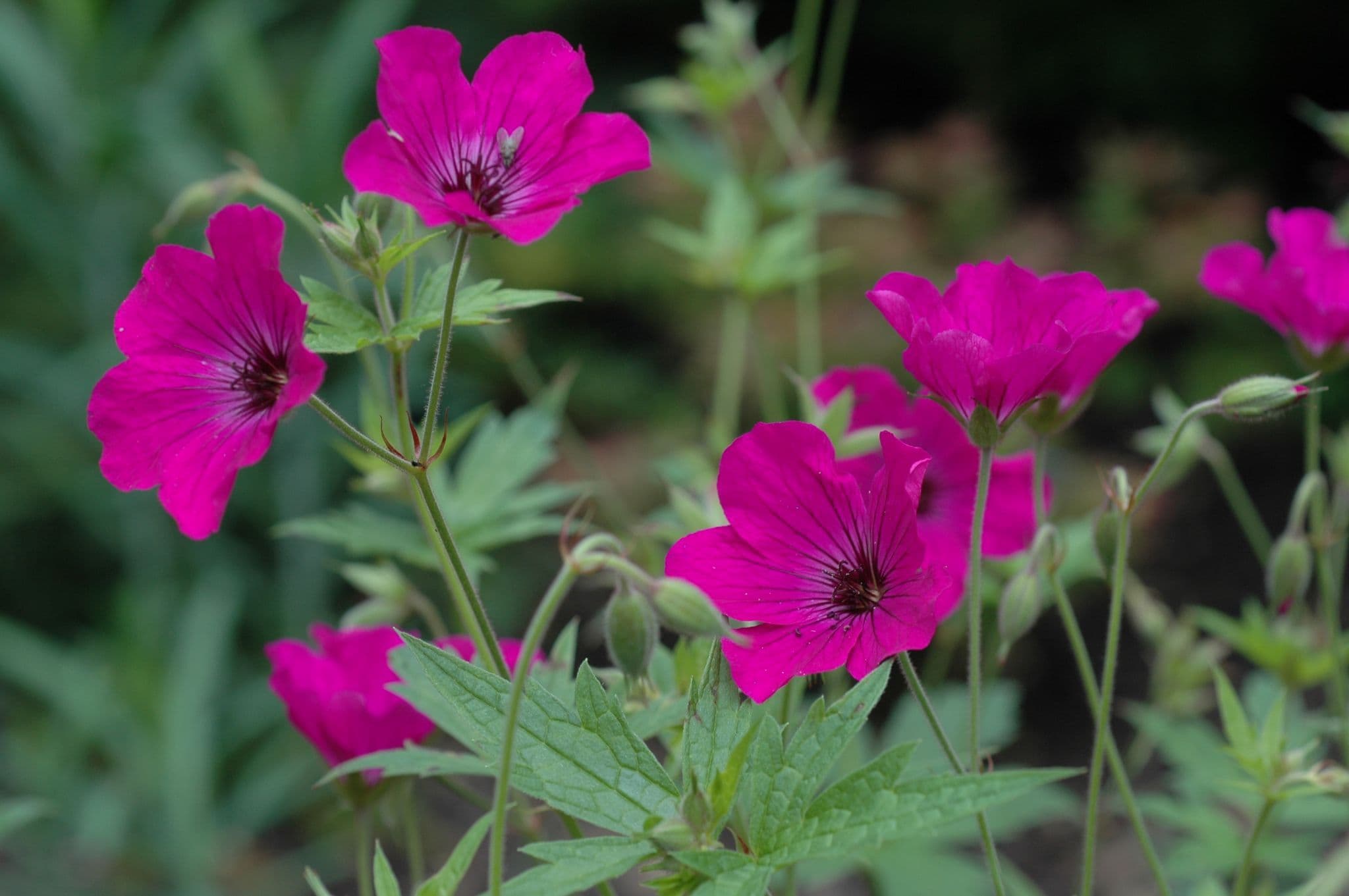 GERANIUM RED ADMIRAL CRANESBILL