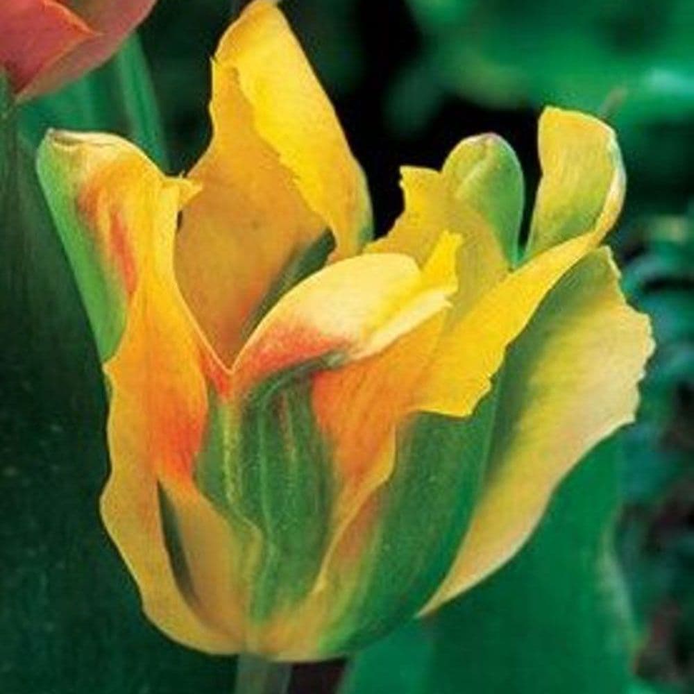 Golden Artist Viridiflora Tulips