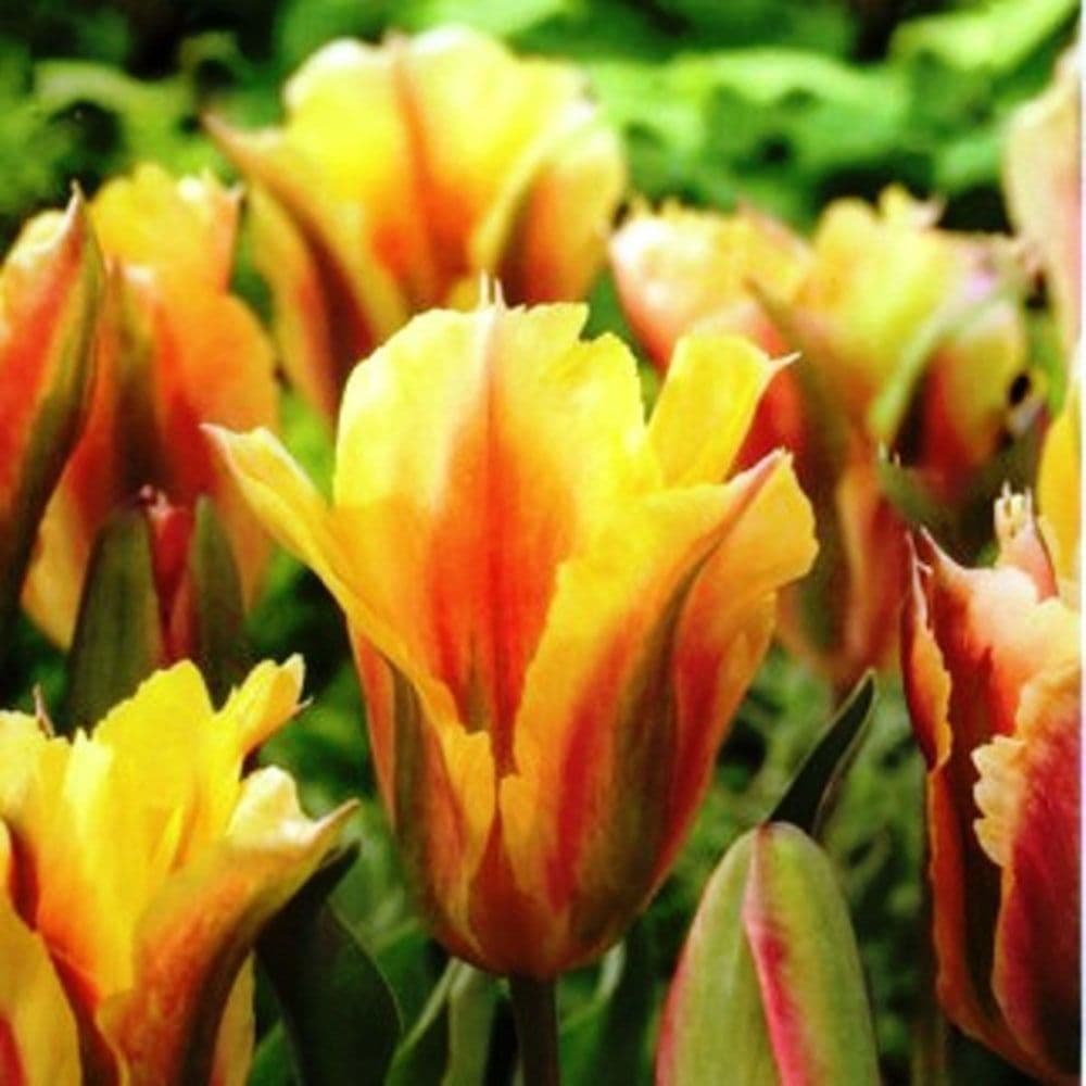 Golden Artist Viridiflora Tulips