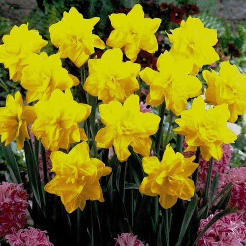 GOLDEN DUCAT DOUBLE NARCISSI