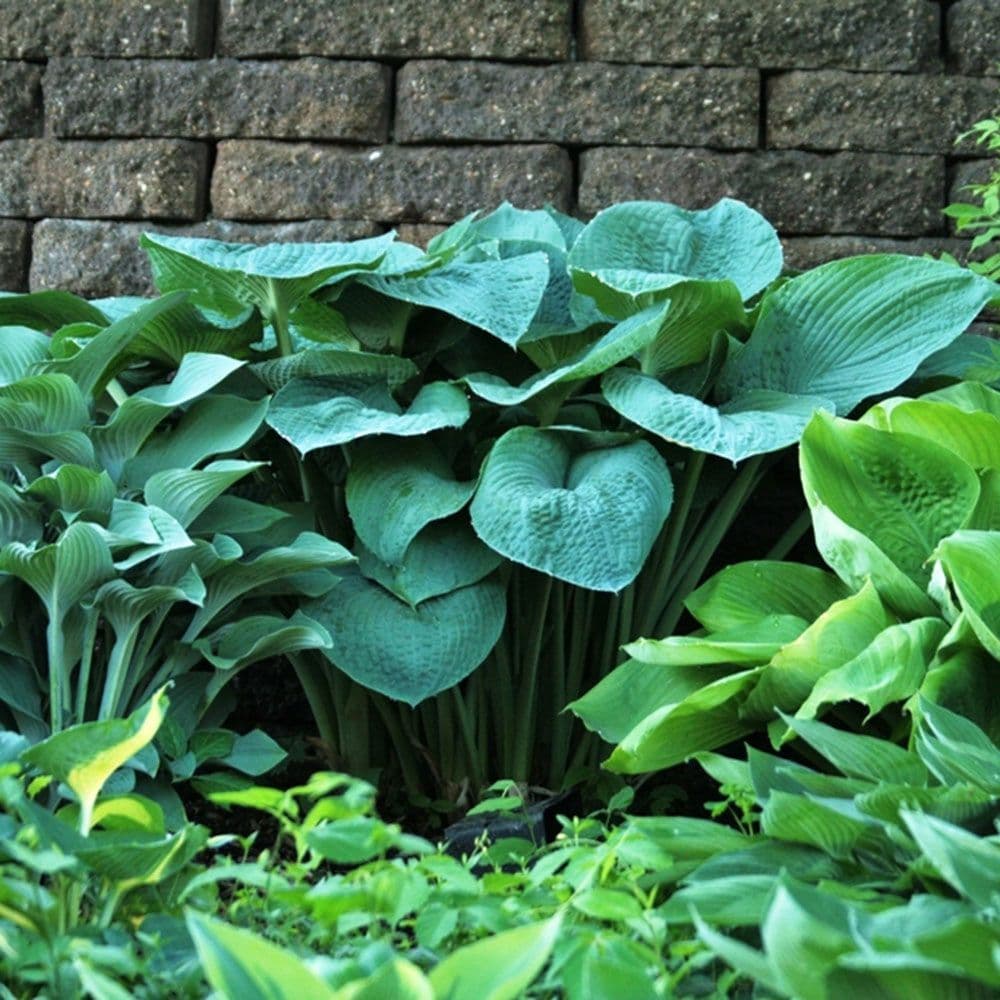 HOSTA BLUE ANGEL PLANTAIN LILY