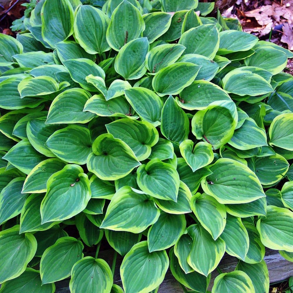 HOSTA GOLDEN TIARA PLANTAIN LILY hosta-golden-tiara-plantain-lily