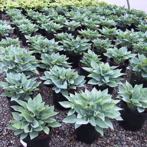 HOSTA HALCYON PLANTAIN LILY