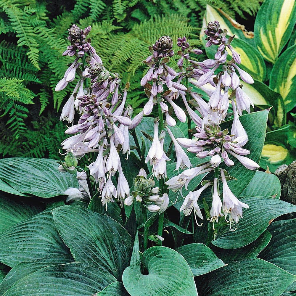 HOSTA HALCYON PLANTAIN LILY