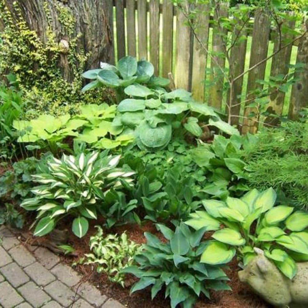 HOSTA MIXED PLANTAIN LILY