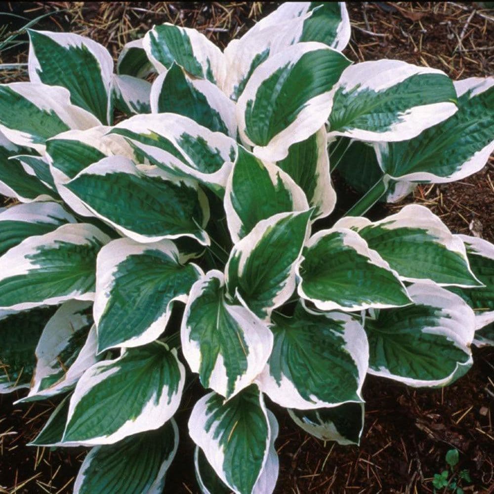 HOSTA PATRIOT PLANTAIN LILY