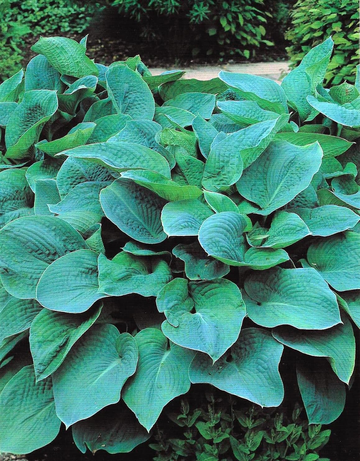 HOSTA SIEBOLDIANA ELEGANS PLANTAIN LILY