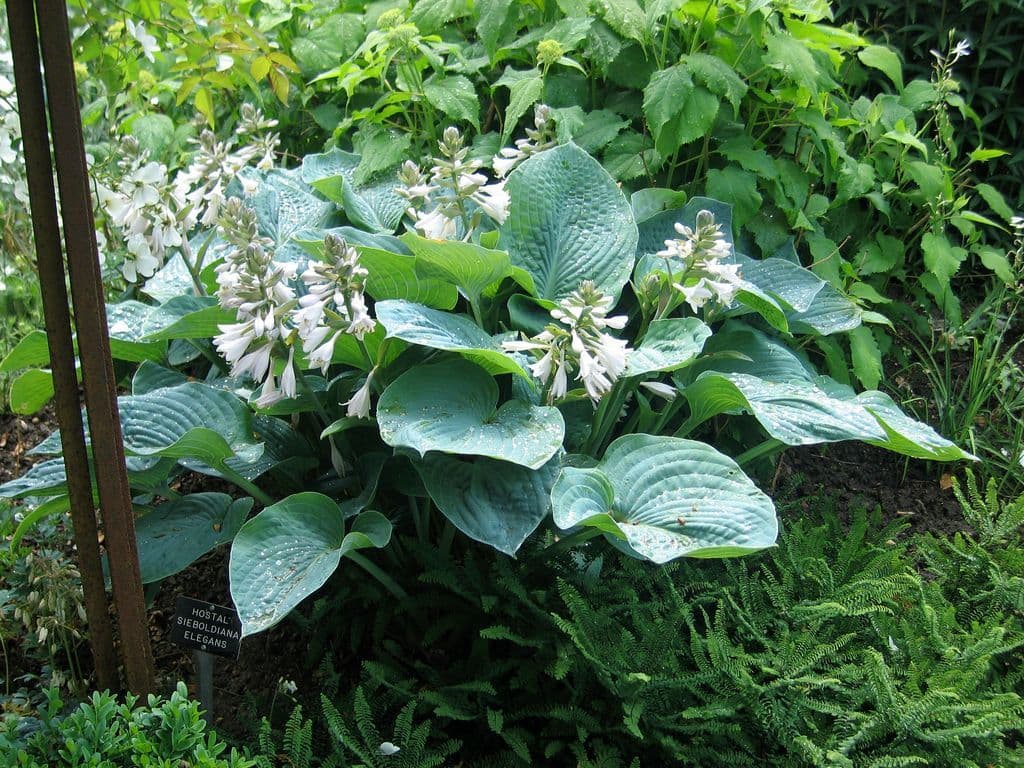 HOSTA SIEBOLDIANA ELEGANS PLANTAIN LILY
