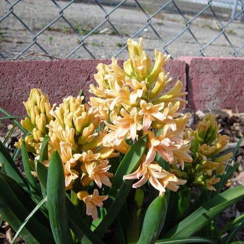 Hyacinth - GYPSY QUEEN