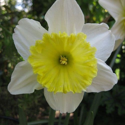 ICE FOLLIES LARGE CUPPED DAFFODIL