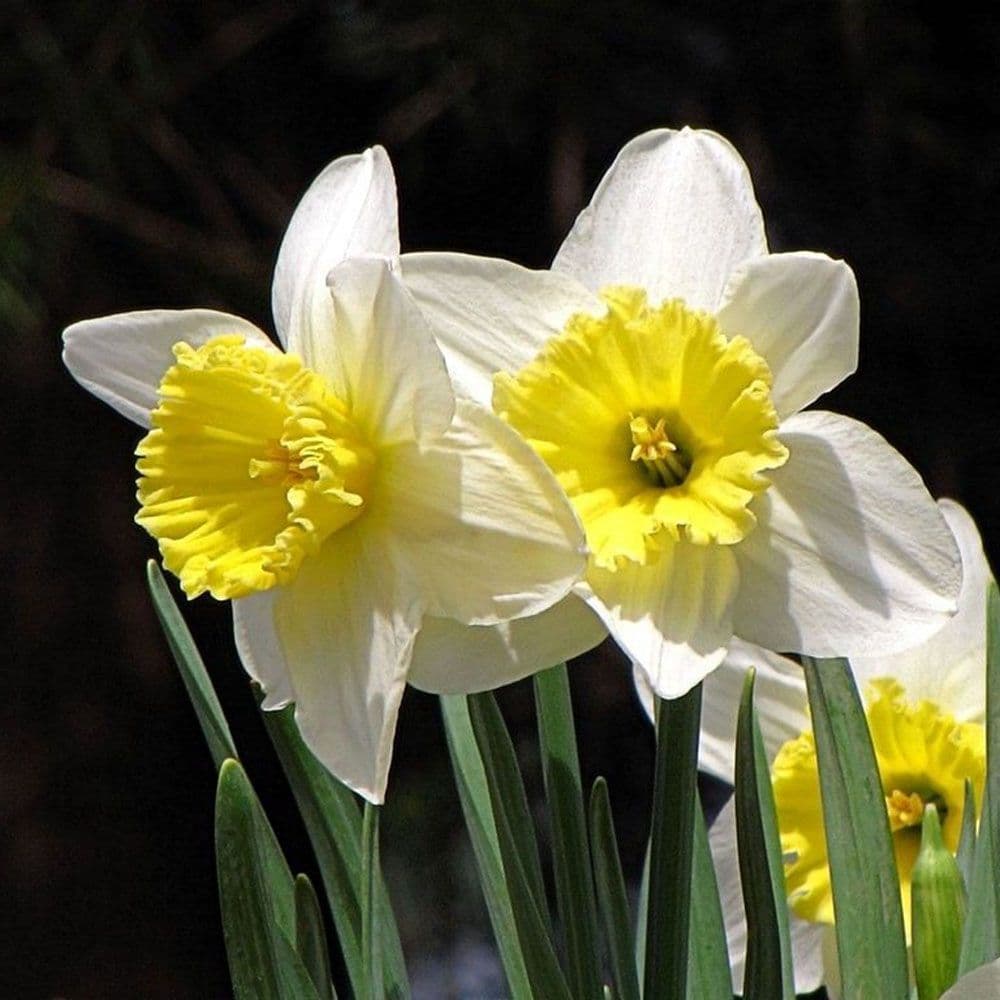 ICE FOLLIES LARGE CUPPED DAFFODIL