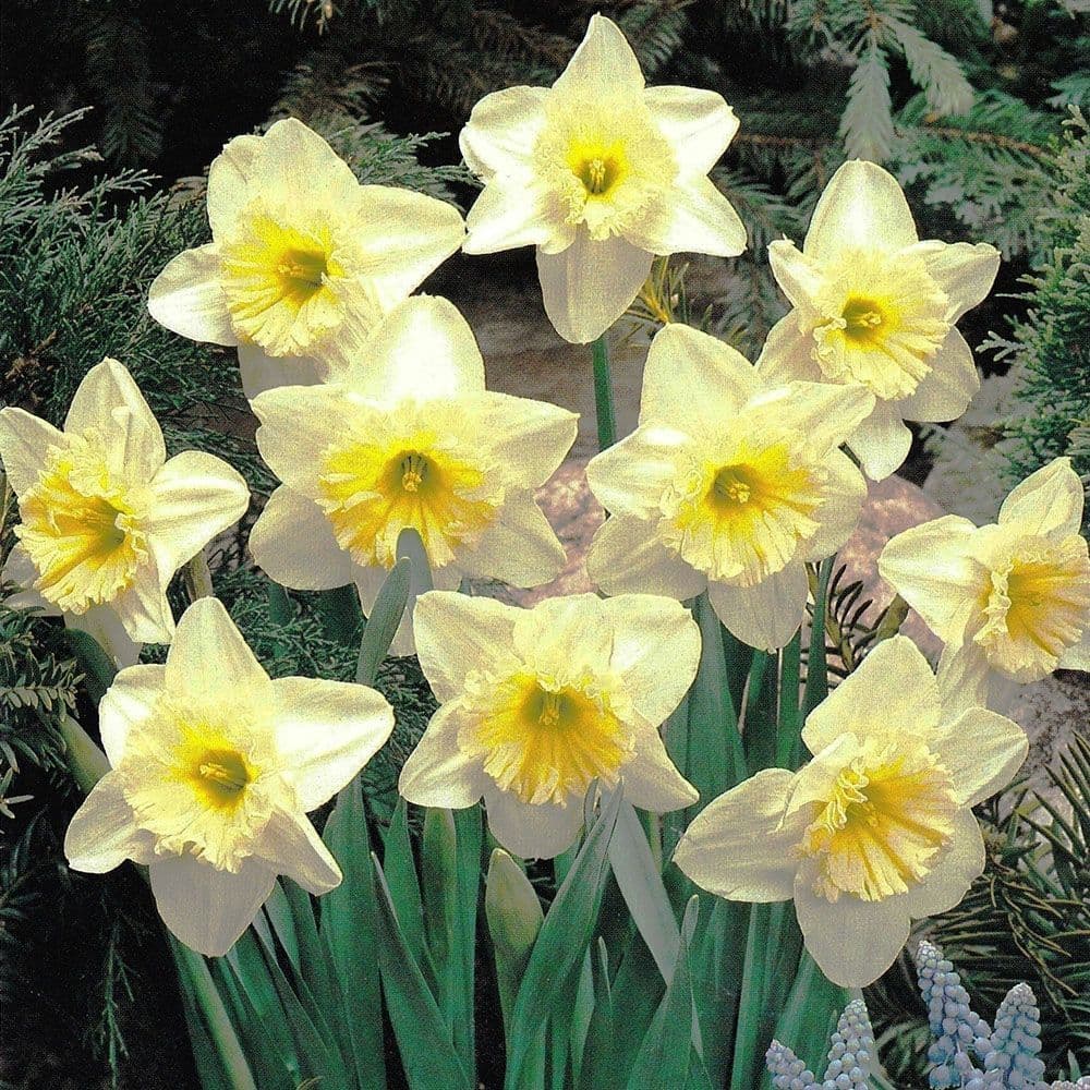 ICE FOLLIES LARGE CUPPED DAFFODIL