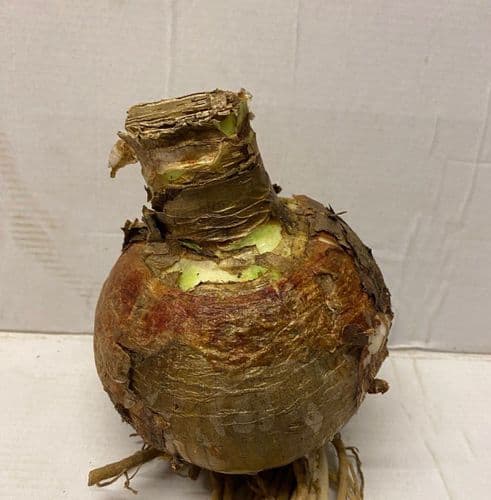 Indoor Amaryllis Hippeastrum - Apple Blossom