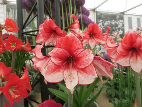 Indoor Amaryllis Hippeastrum - Charisma
