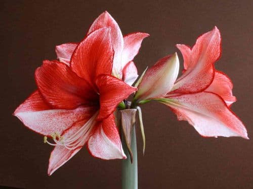 Indoor Amaryllis Hippeastrum - Charisma