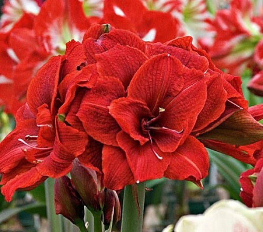 Indoor Amaryllis Hippeastrum - Double Cherry Nymph