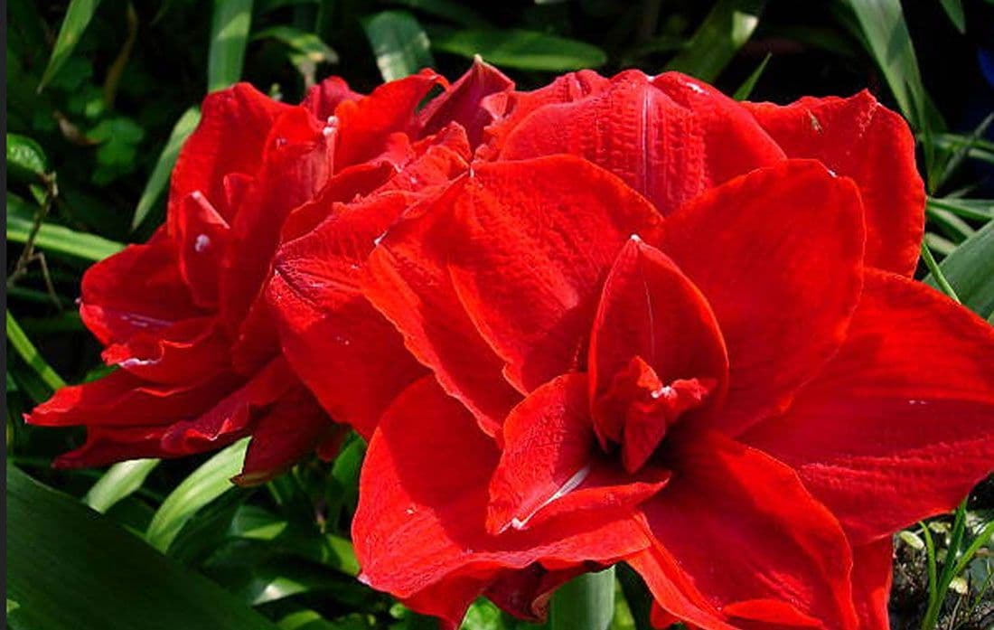Indoor Amaryllis Hippeastrum - Double Cherry Nymph