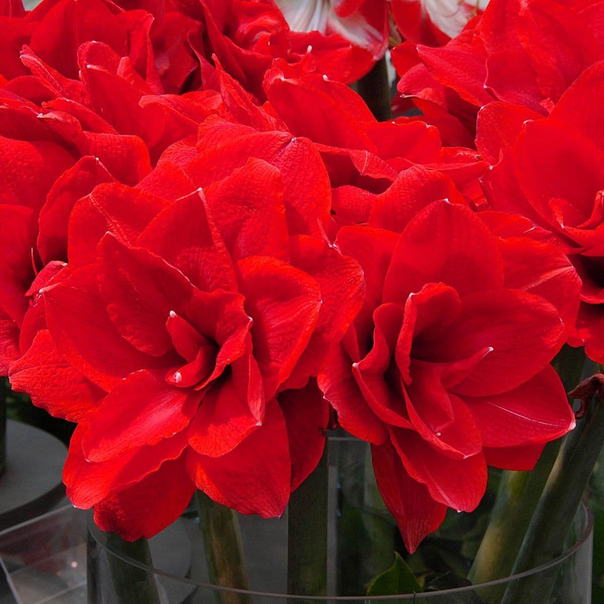 Indoor Amaryllis Hippeastrum - Double Cherry Nymph