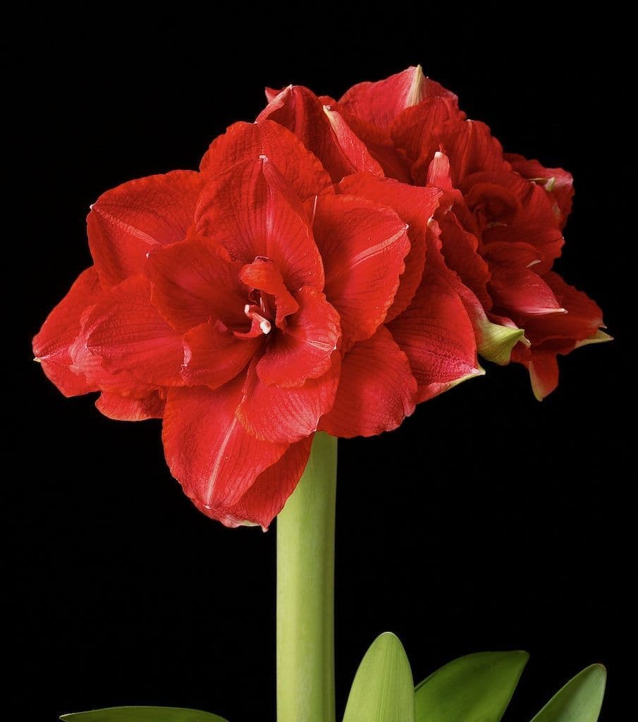 Indoor Amaryllis Hippeastrum - Double Cherry Nymph