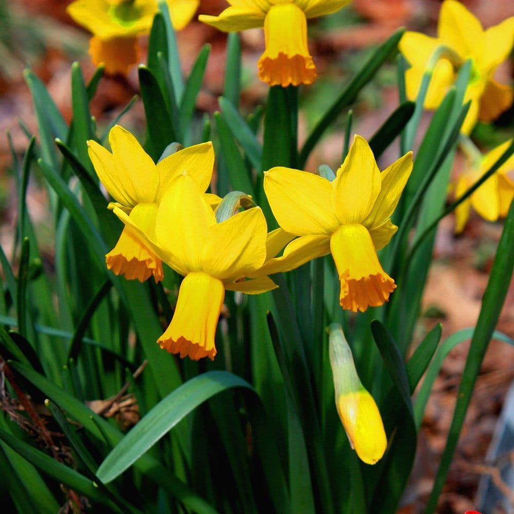 JETFIRE NARCISSUS Miniature Daffodil/Narcissi
