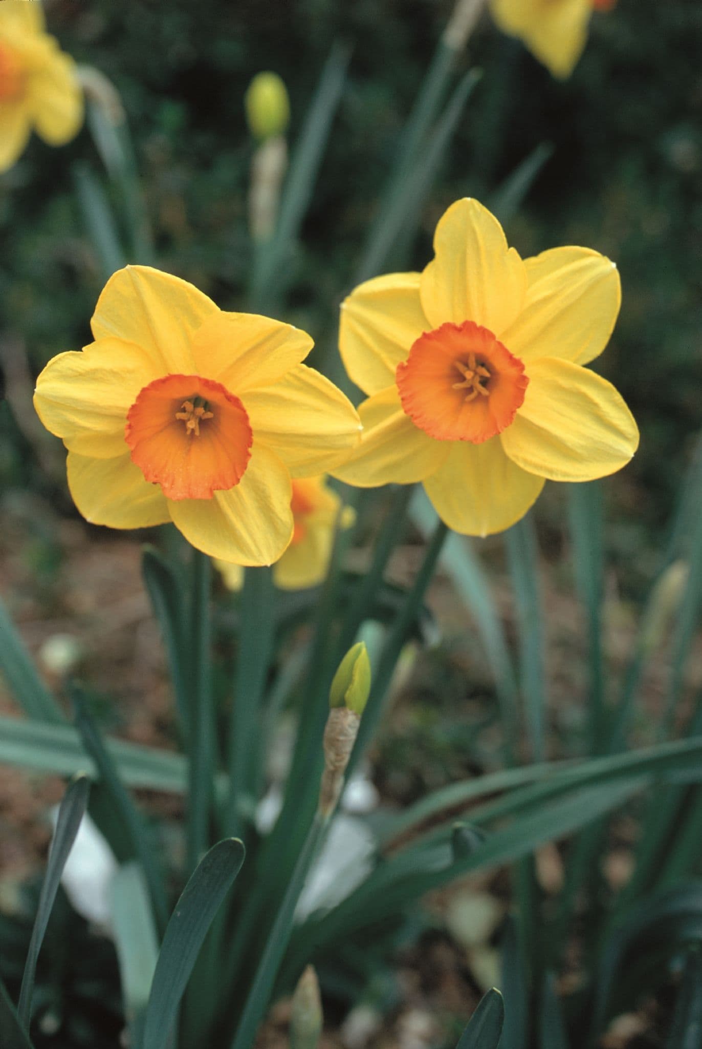 JUANITA LARGE CUPPED DAFFODIL