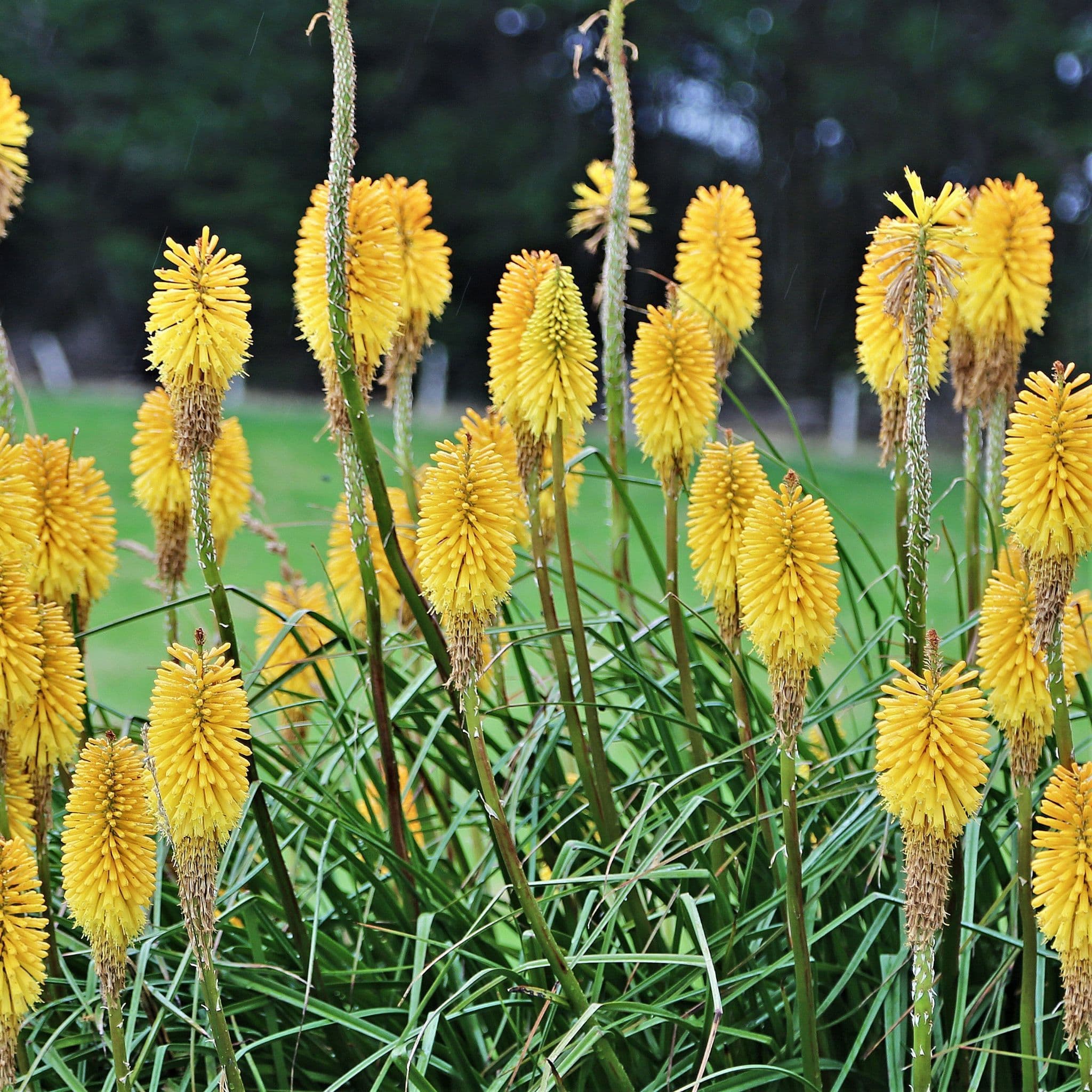 KNIPHOFIA YELLOW FIRE RED HOT POKER