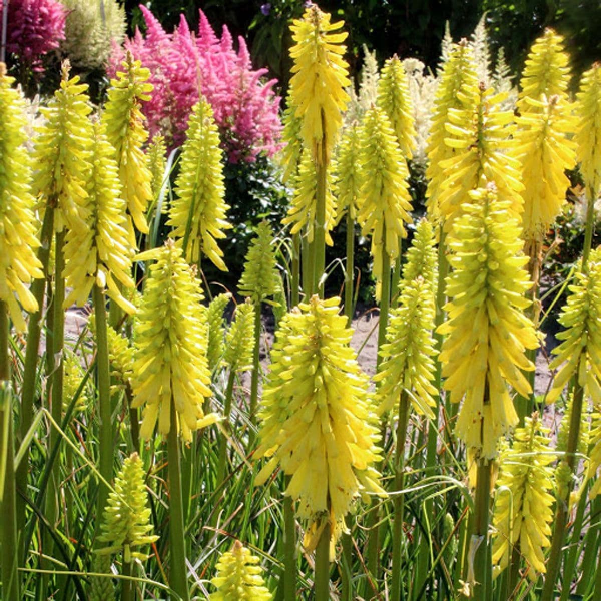 KNIPHOFIA YELLOW FIRE RED HOT POKER