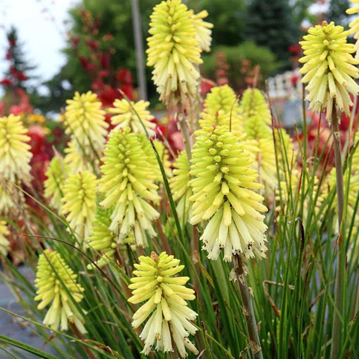 KNIPHOFIA YELLOW FIRE RED HOT POKER