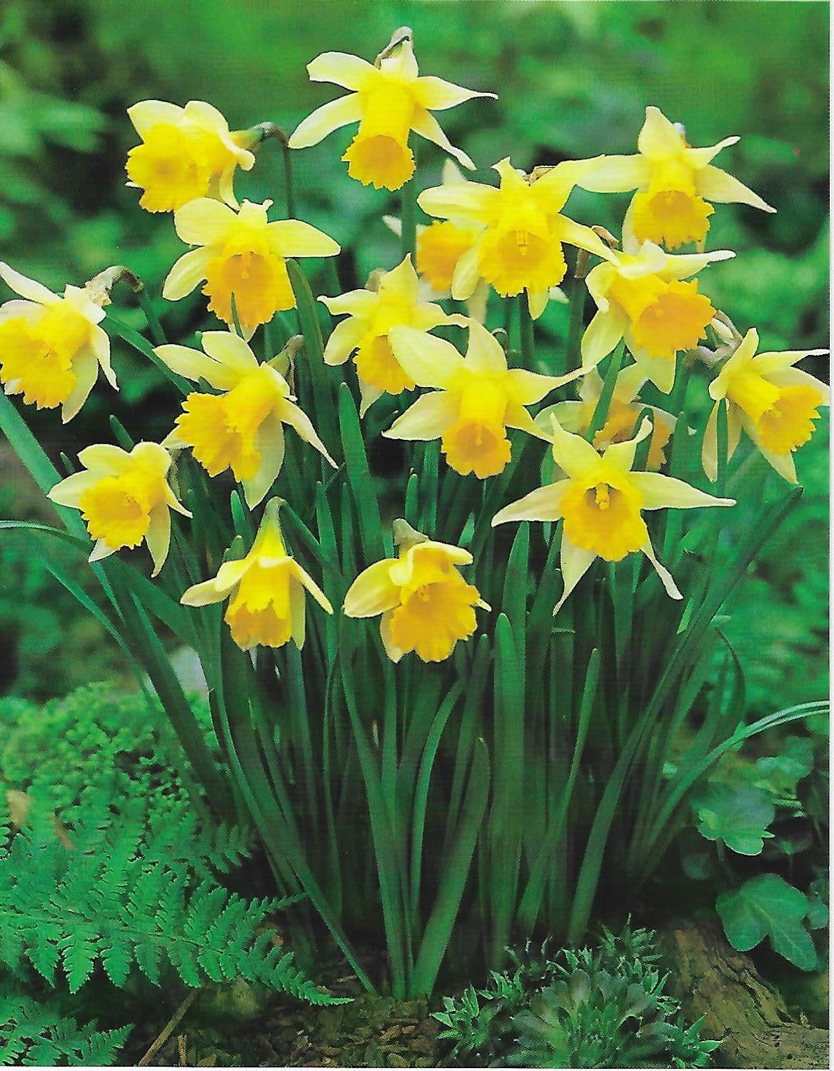 LOBULARIS NARCISSUS WILD DAFFODIL LENT LILY NARCISSUS Miniature ...