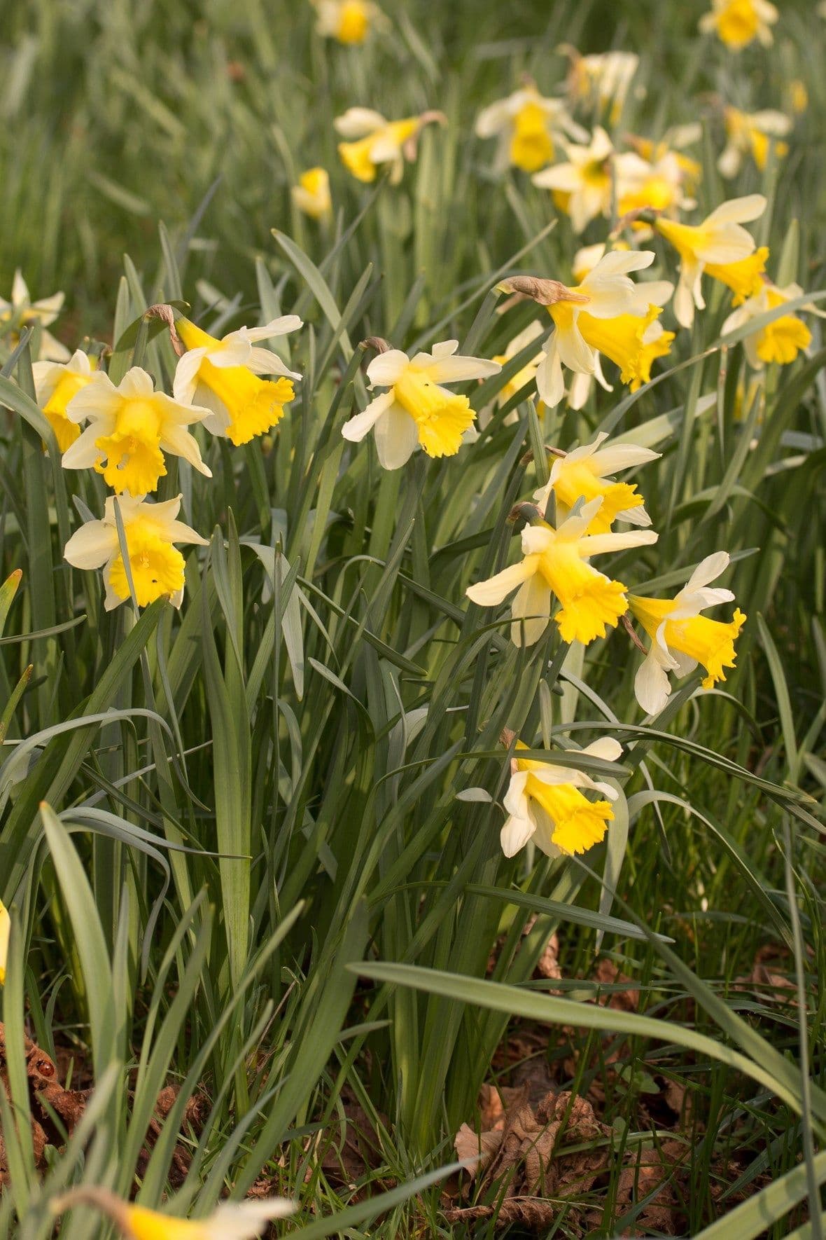 LOBULARIS NARCISSUS WILD DAFFODIL LENT LILY NARCISSUS Miniature ...