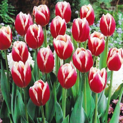Lucky Strike Triumph Tulips