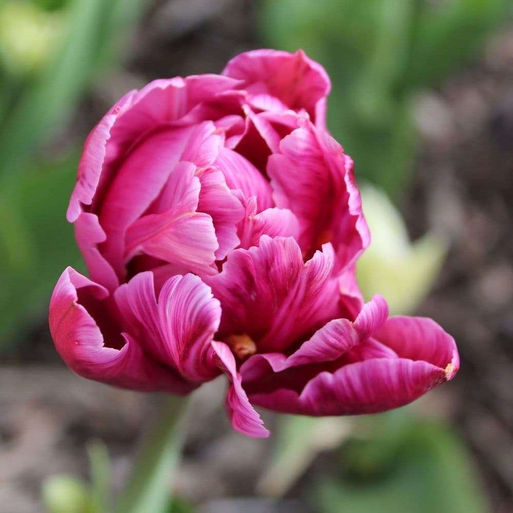 MARGARITA DOUBLE EARLY TULIPS