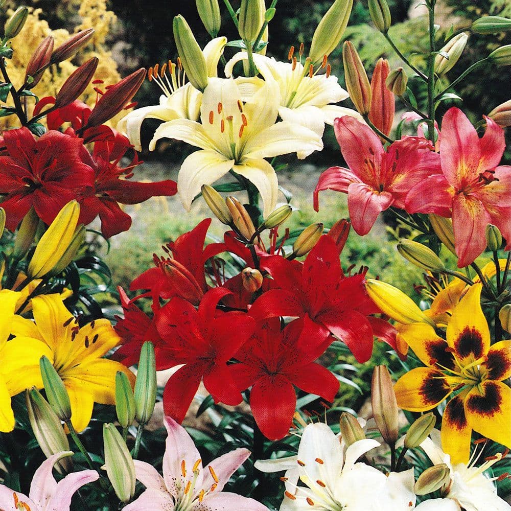 MIXED ASIATIC LILY MIXED ASIATIC LILY